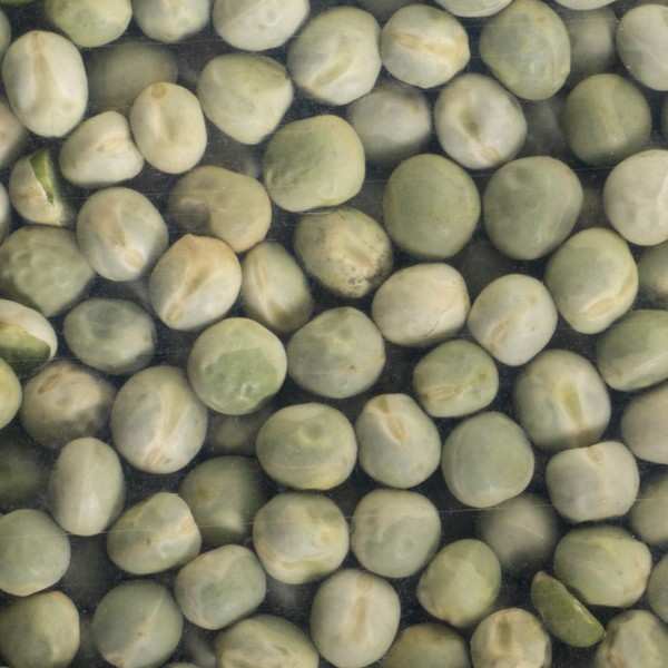 Pois vert bio - Graines à germer - Germline