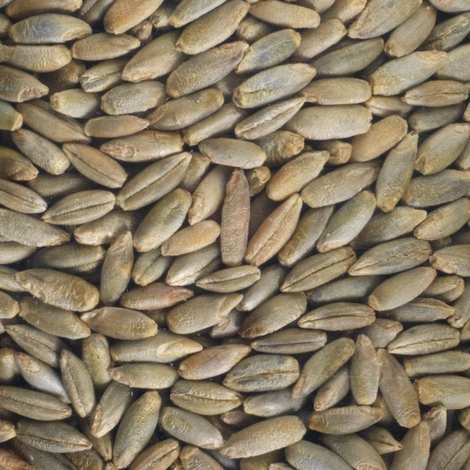 Organic Rye - Seeds To Sprout - Germline
