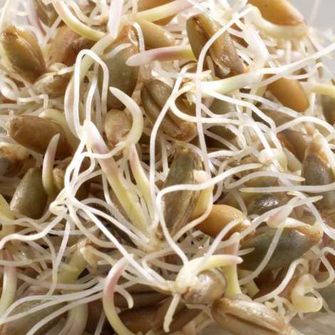 Organic Rye - Seeds To Sprout - Germline