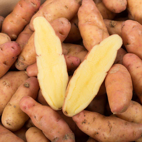 "Corne de Gate" Potatoes - Bayard