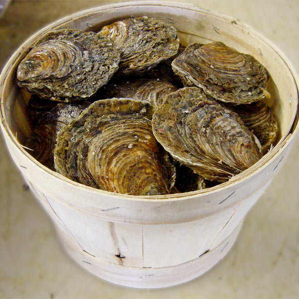 Huîtres plates de Cancale - Belon - Les Parcs Saint Kerber