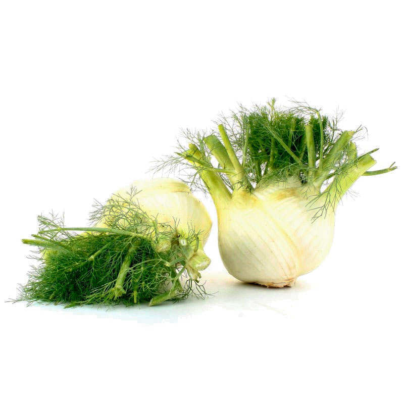 Fresh organic fennel