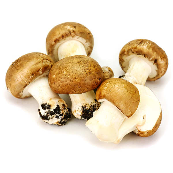 Organic Mushroom from Paris