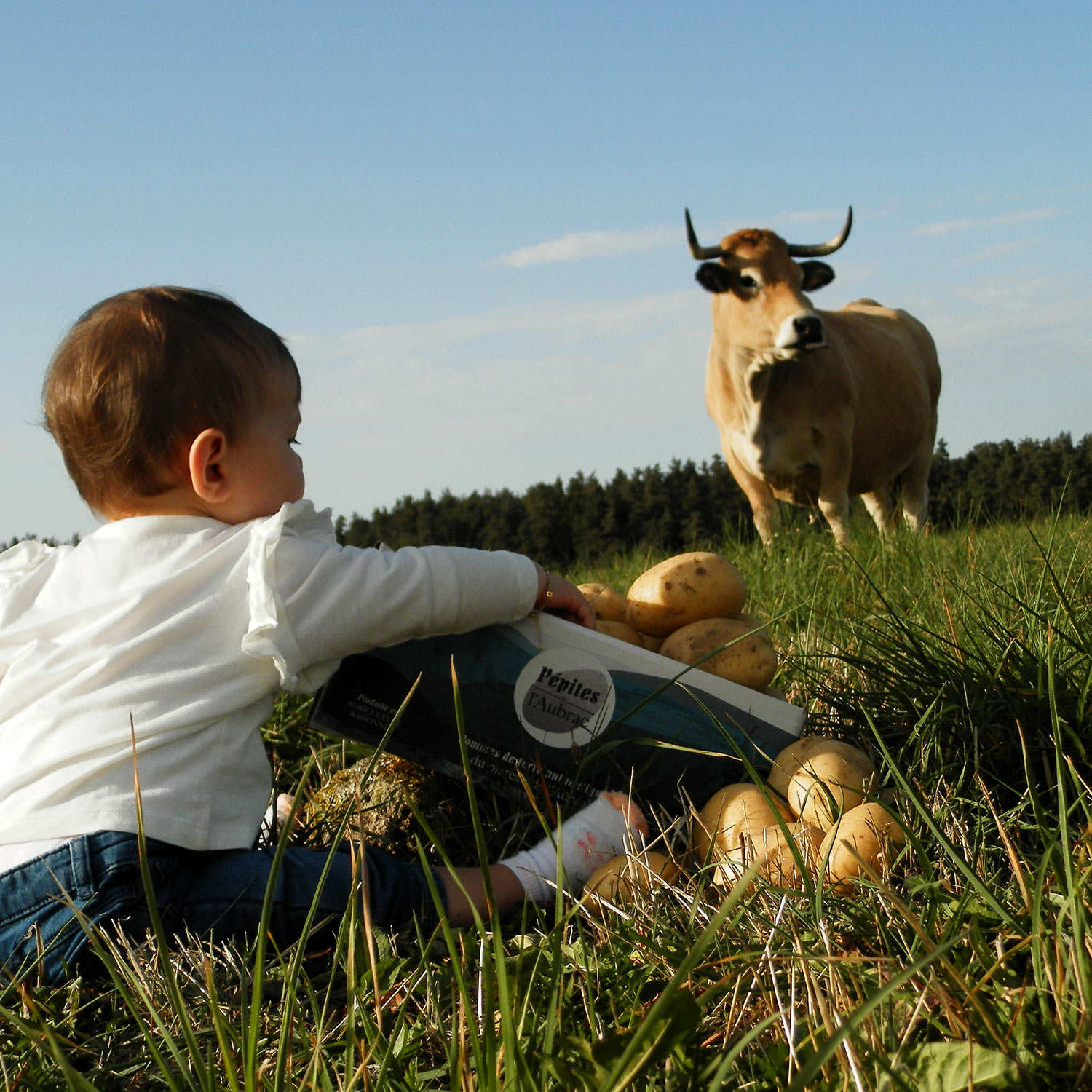 Marabel organic potatoes - standard size 35/70 - Pépites de l'Aubrac