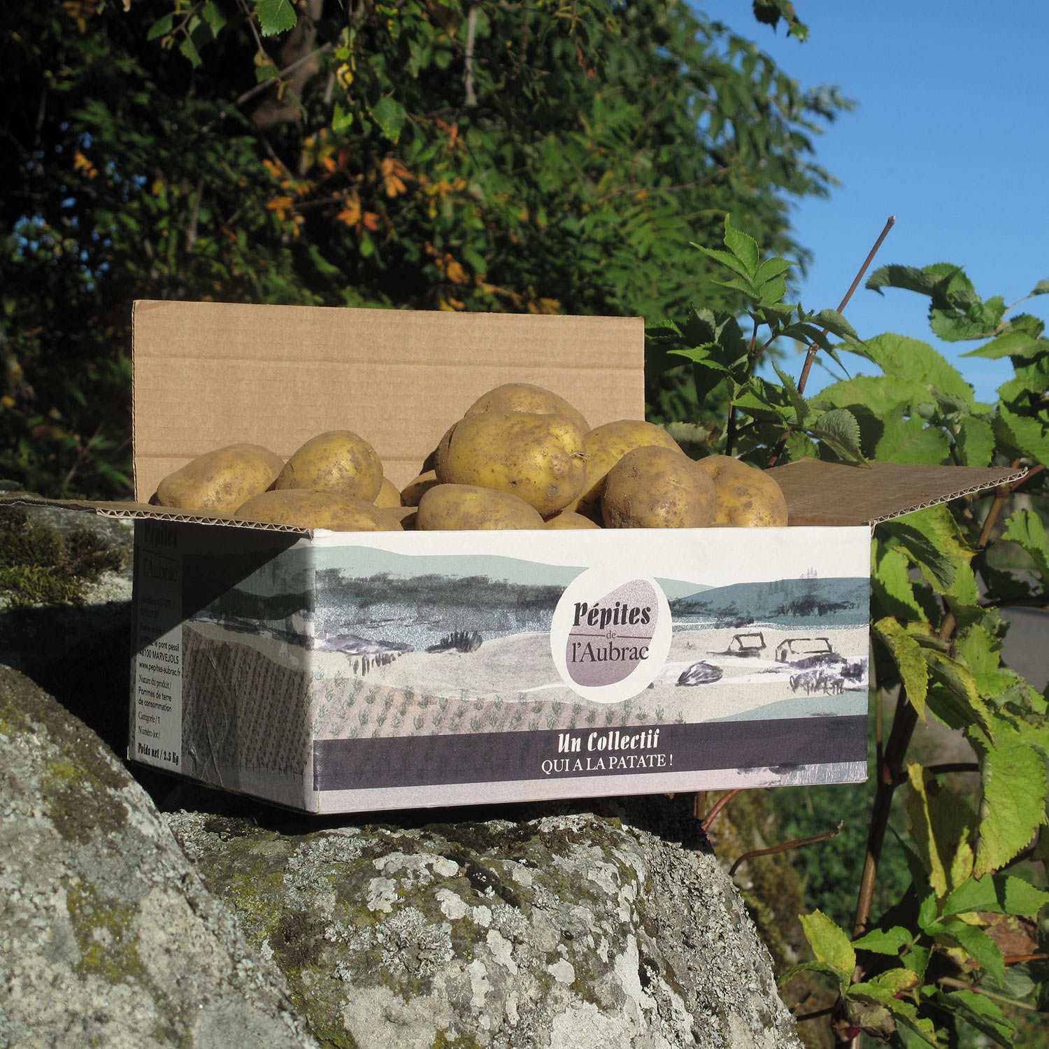 Marabel organic potatoes - standard size 35/70 - Pépites de l'Aubrac