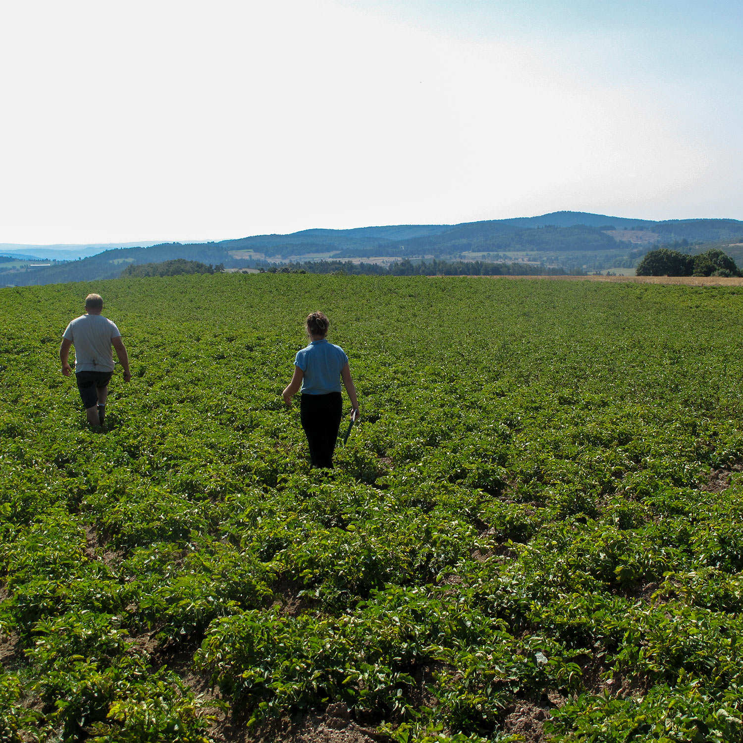 Marabel organic potatoes - standard size 35/70 - Pépites de l'Aubrac