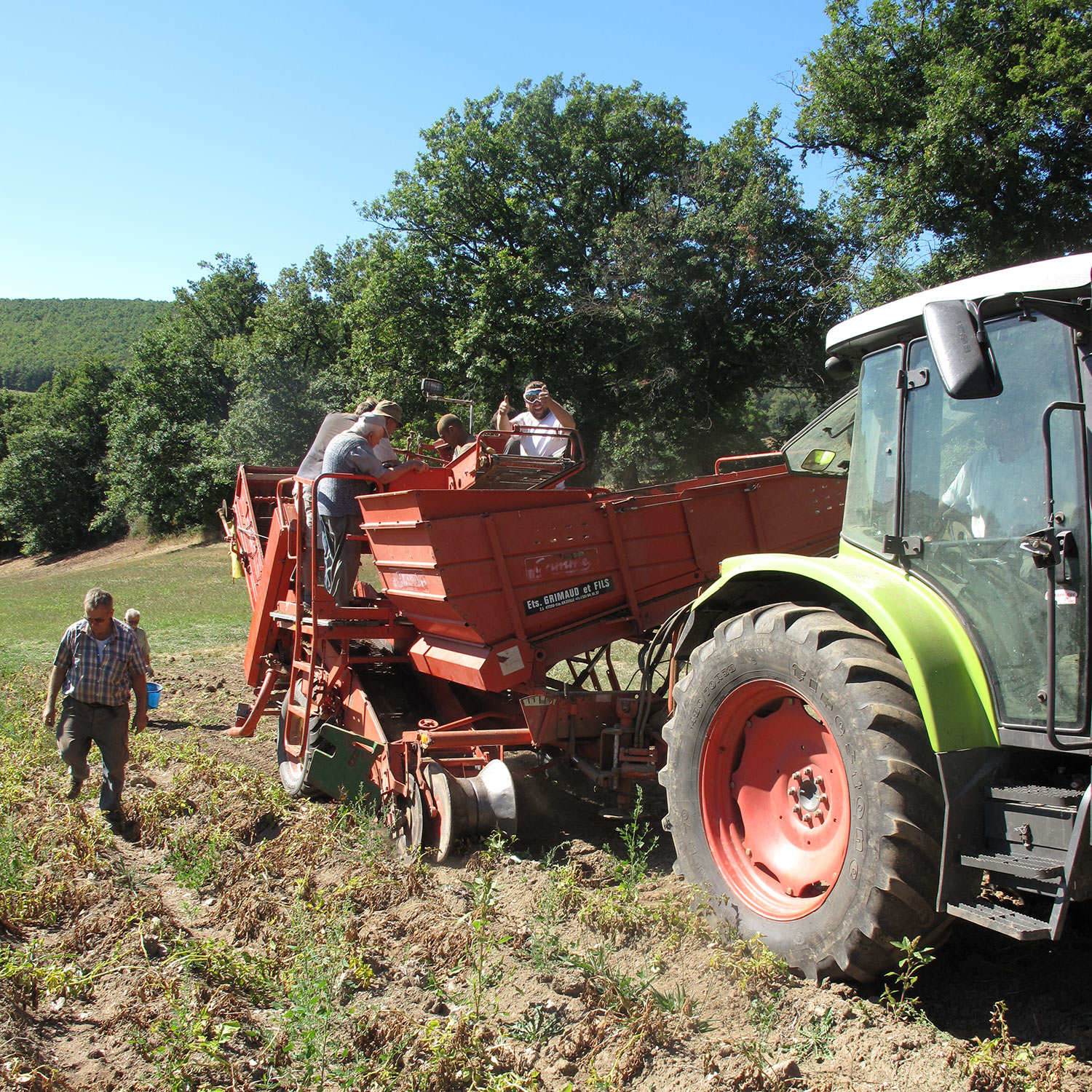 Marabel organic potatoes - Grenailles - Pépites de l'Aubrac