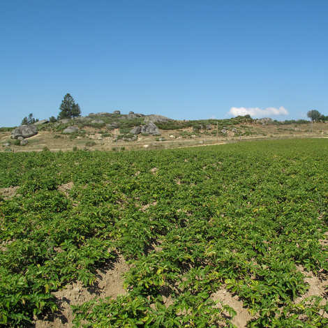 Marabel organic potatoes - Grenailles - Pépites de l'Aubrac