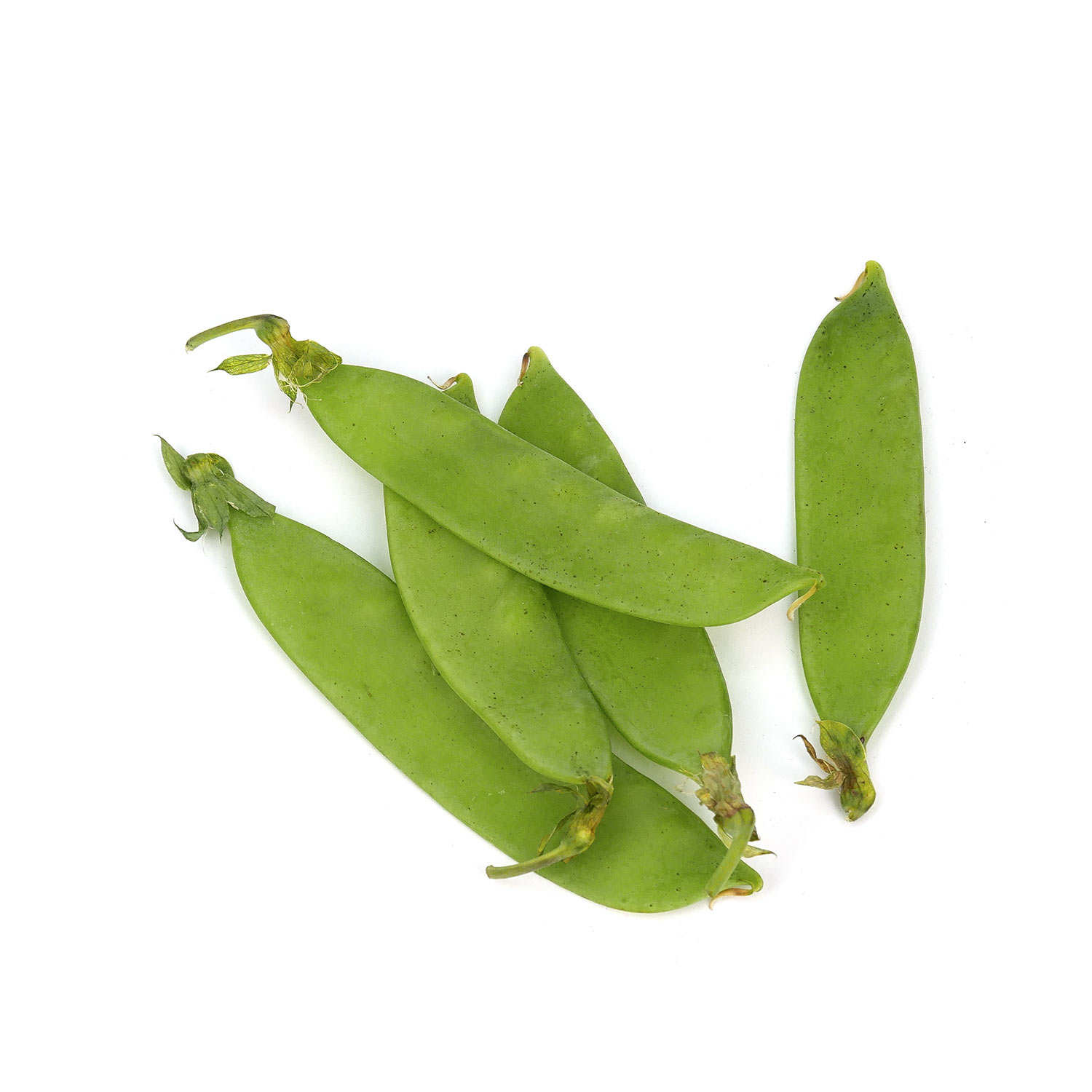 Pois mangetout bio