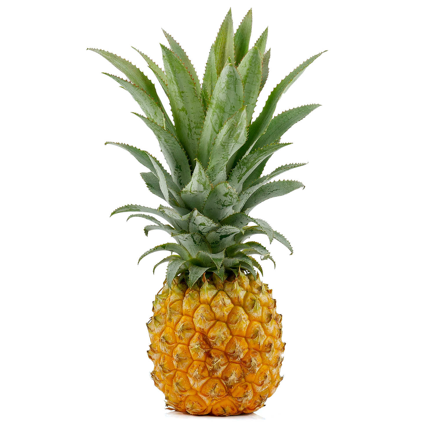 Ananas Queen Victoria bio