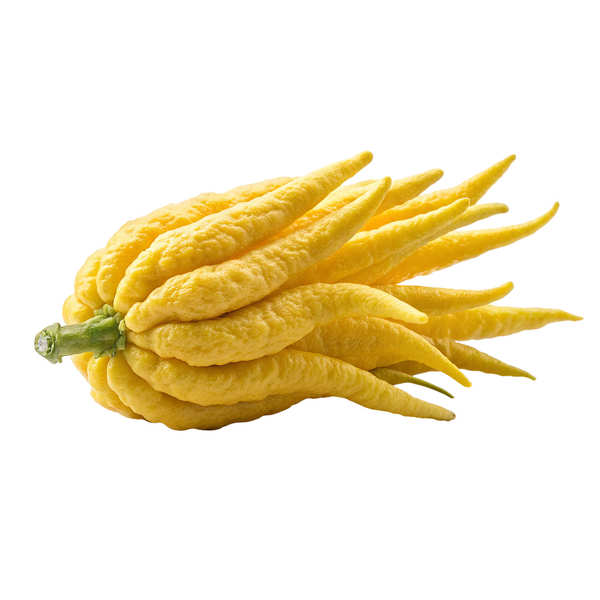 Organic Buddha's Hand Citron